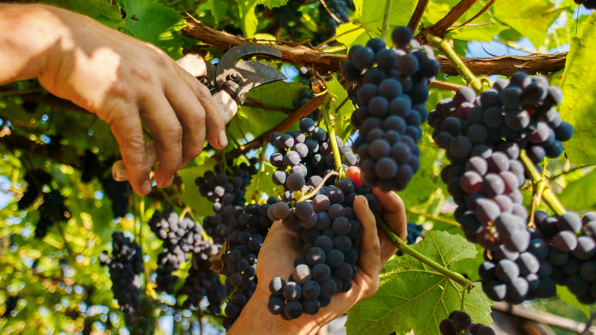 Rimi - Tiivad ja vein