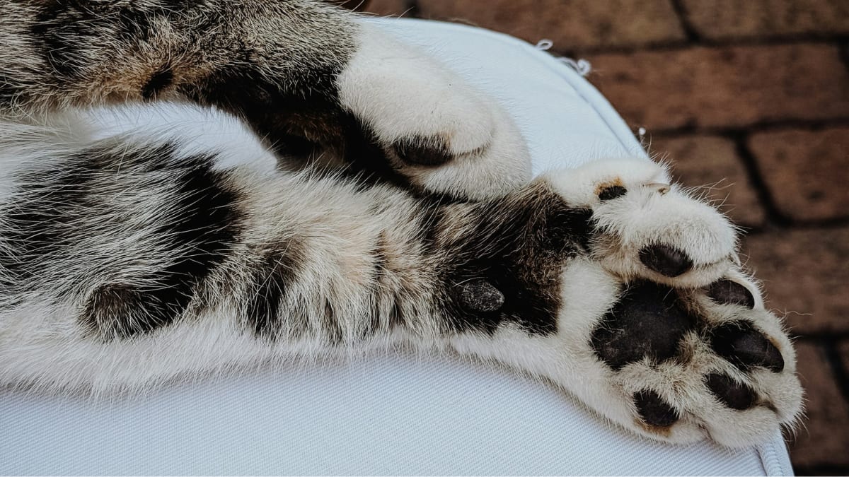 Rimi - Kaķim vairāk pirkstiņu nekā sugas brāļiem: īpatnība vai problēma?