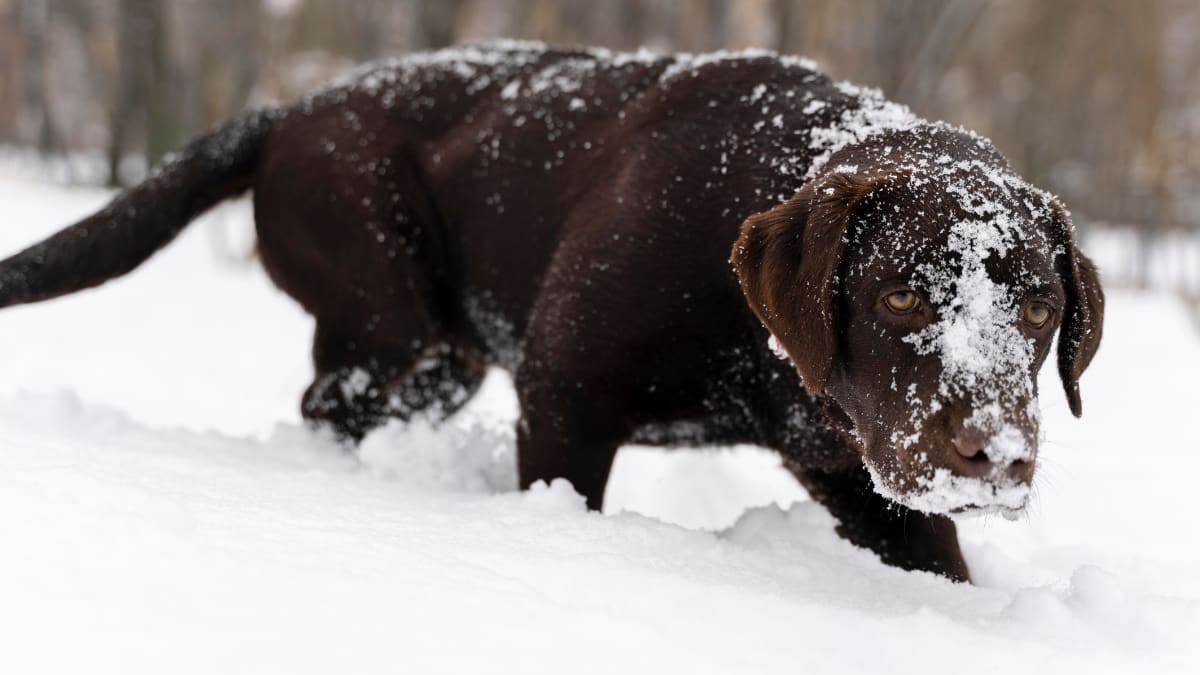 Rimi - Ostīšanās pastaigas jeb ožstaigas