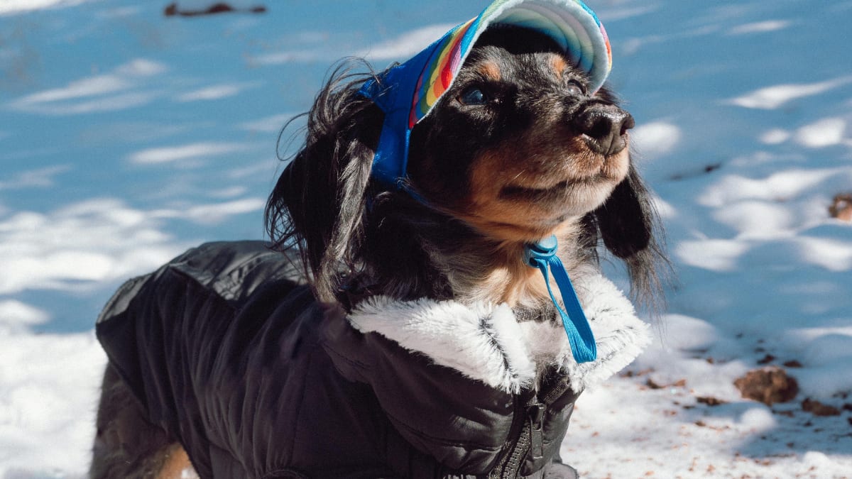 Rimi - Suns mētelī – smieklīgi vai nepieciešami?